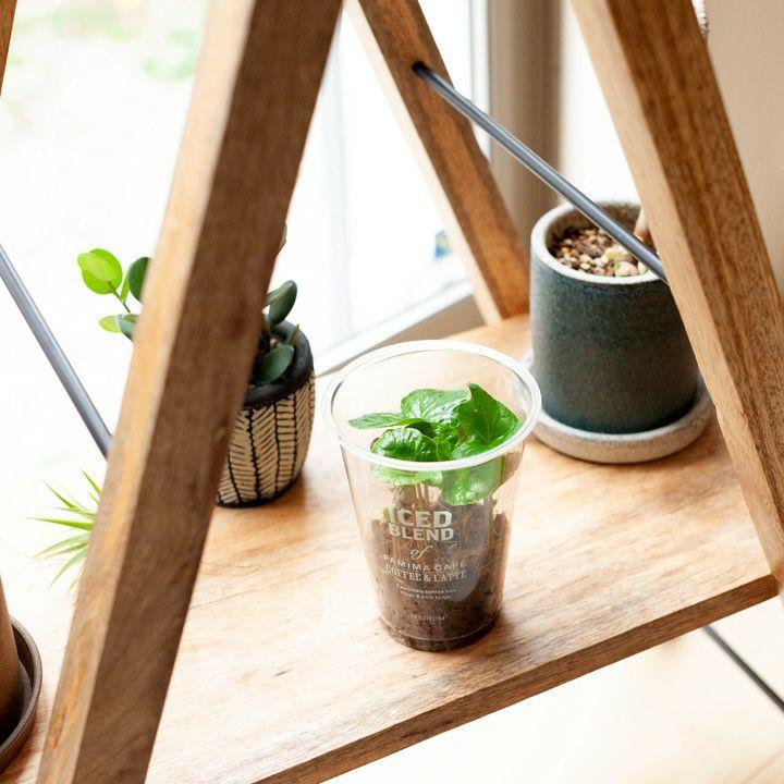 マンゴーウッドの、ラダー花台※同梱不可商品です :gd2610:e-花屋さん - 通販 - Yahoo!ショッピング