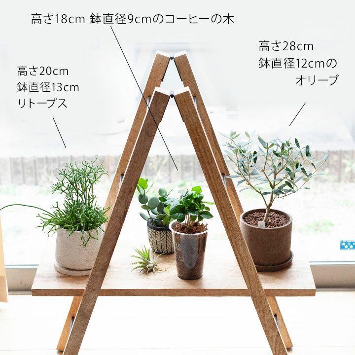 マンゴーウッドの、ラダー花台※同梱不可商品です :gd2610:e-花屋さん - 通販 - Yahoo!ショッピング