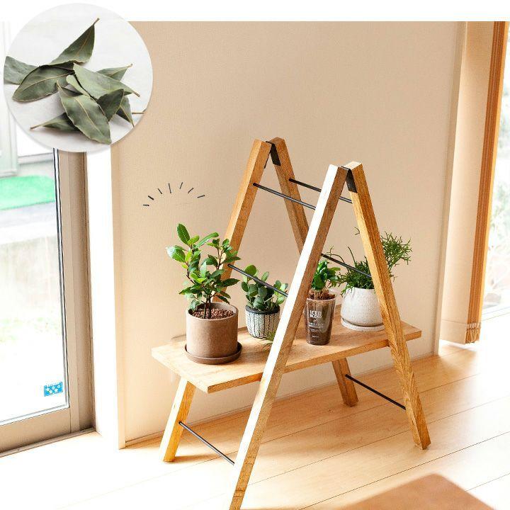 お部屋で育てる、香りも楽しむローリエ（月桂樹） :gd2705:e-花屋さん - 通販 - Yahoo!ショッピング