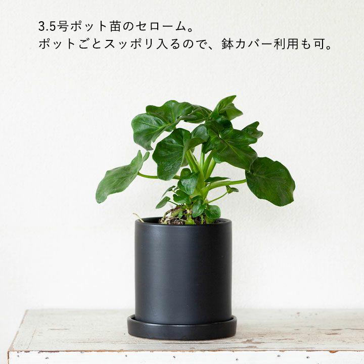 鉢 植木鉢 陶器 おしゃれ 室内 鉢カバー 白 黒 鉢植え 定番！マット調・シリンダー植木鉢S（11cm） : e-花屋さん - 通販 - Yahoo!ショッピング