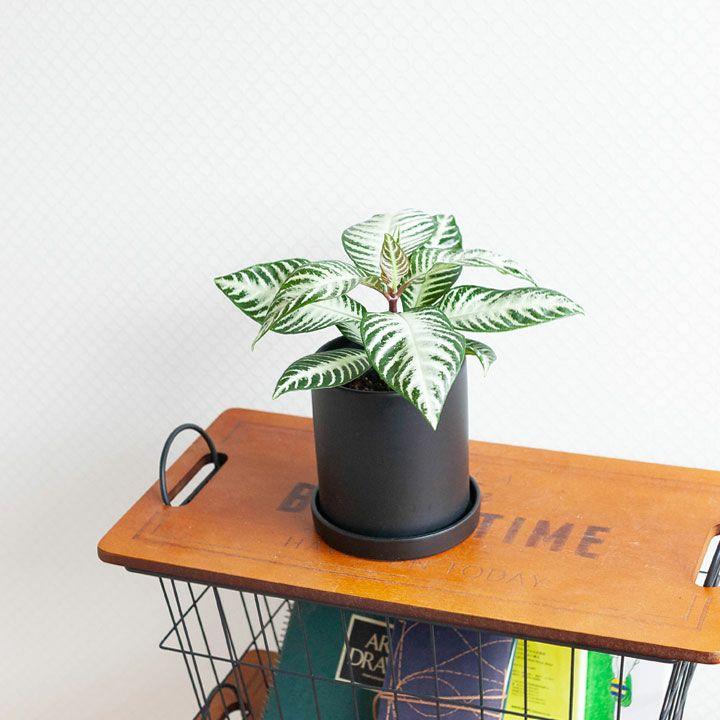 鉢 植木鉢 陶器 おしゃれ 室内 鉢カバー 白 黒 鉢植え 定番！マット調・シリンダー植木鉢S（11cm） : e-花屋さん - 通販 - Yahoo!ショッピング