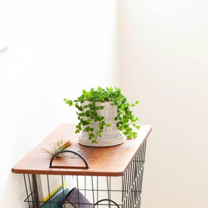 ペペロミア・デピーナ :gd4376-2:e-花屋さん - 通販 - Yahoo!ショッピング