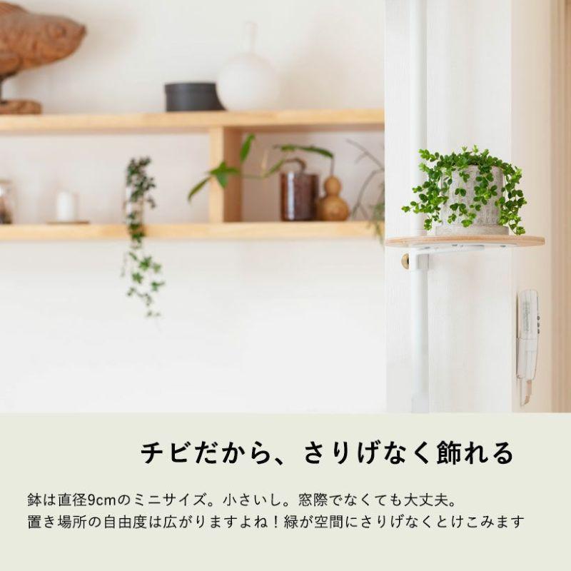 ペペロミア・デピーナ :gd4376-2:e-花屋さん - 通販 - Yahoo!ショッピング