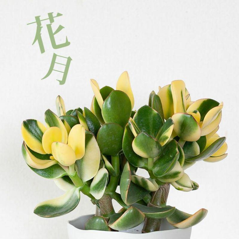 お買い得・観葉植物・斑入り花月（金のなる木）・きらめき5号鉢 :gd5807:e-花屋さん - 通販 - Yahoo!ショッピング