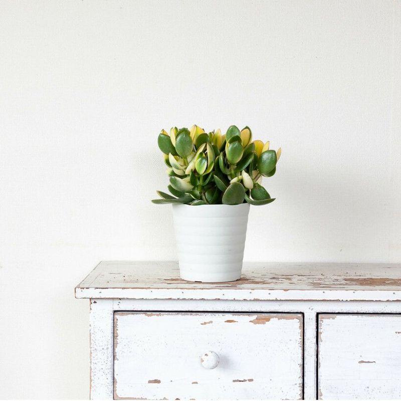 お買い得・観葉植物・斑入り花月（金のなる木）・きらめき5号鉢 : e-花屋さん - 通販 - Yahoo!ショッピング