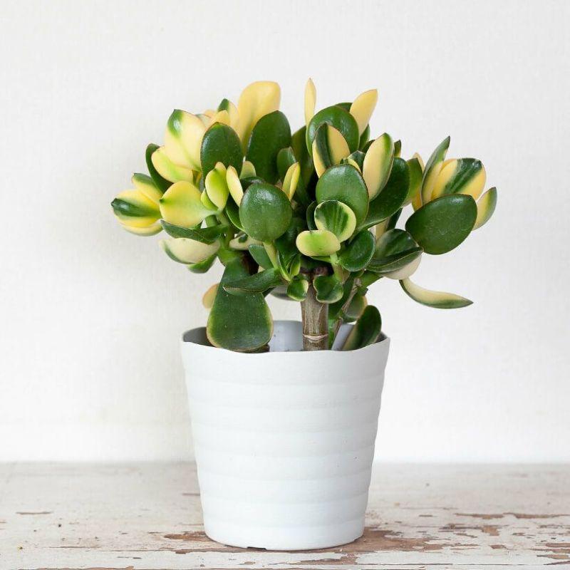 お買い得・観葉植物・斑入り花月（金のなる木）・きらめき5号鉢 e-花屋さん :gd5807:e-花屋さん - 通販 - Yahoo!ショッピング