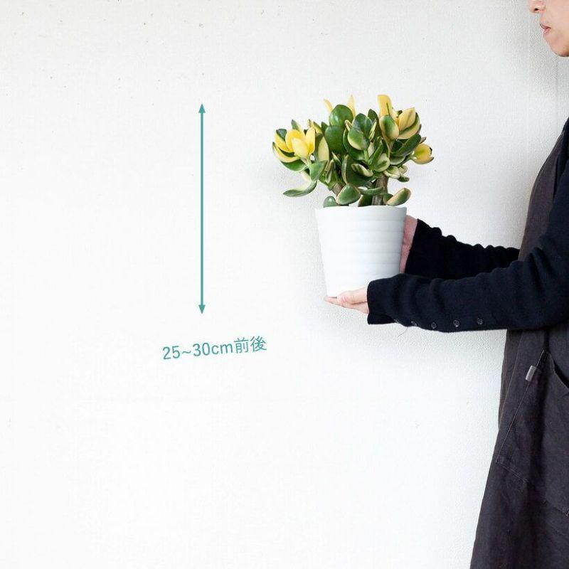 お買い得・観葉植物・斑入り花月（金のなる木）・きらめき5号鉢 e-花屋さん :gd5807:e-花屋さん - 通販 - Yahoo!ショッピング