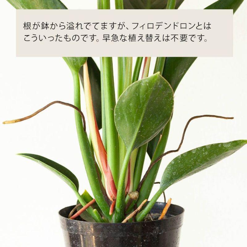 観葉植物 種類 室内 おしゃれ フィロデンドロン・アップル ※訳有りプライス : e-花屋さん - 通販 - Yahoo!ショッピング