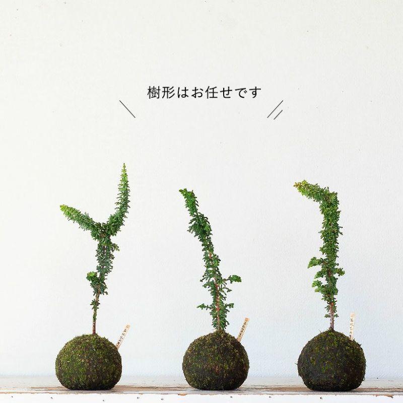 観葉植物 種類 室内 盆栽 おしゃれ 石化ヒノキの苔玉。 : gd7685 : e-花屋さん - 通販 - Yahoo!ショッピング
