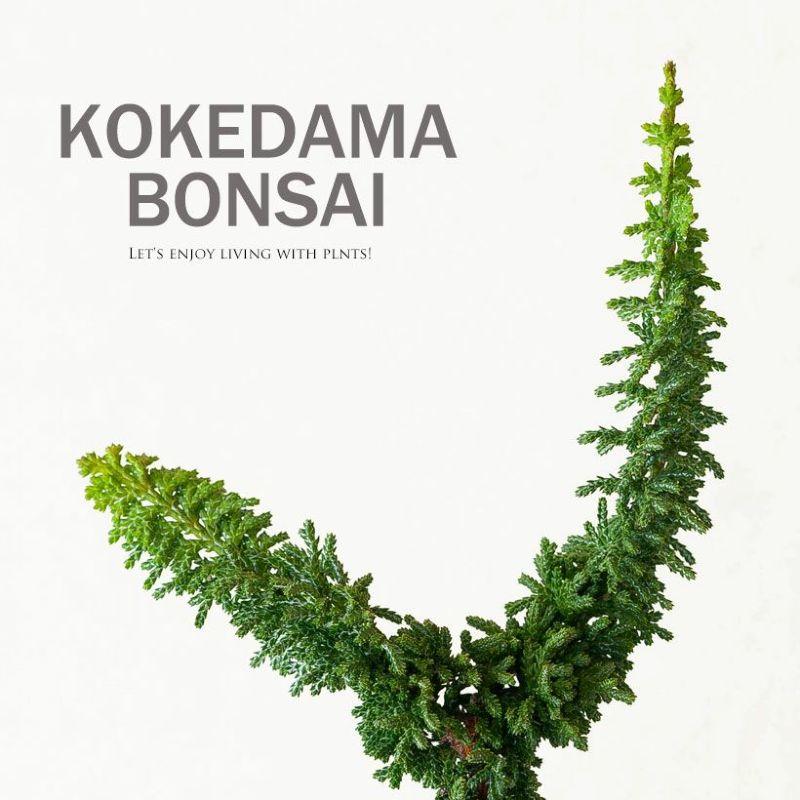 観葉植物 種類 室内 盆栽 おしゃれ 石化ヒノキの苔玉。 : gd7685 : e-花屋さん - 通販 - Yahoo!ショッピング