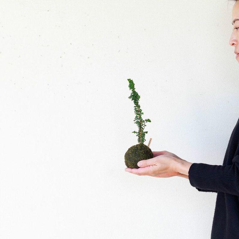 観葉植物 種類 室内 盆栽 おしゃれ 石化ヒノキの苔玉。 :gd7685:e-花屋さん - 通販 - Yahoo!ショッピング