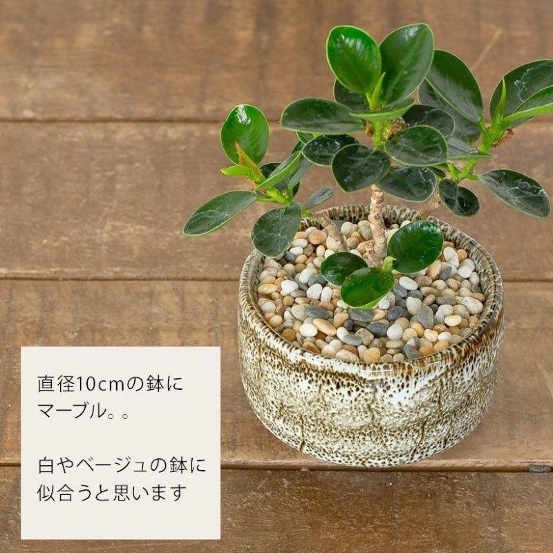 土を隠してお洒落に見せる「化粧砂利」460g : e-花屋さん - 通販 - Yahoo!ショッピング