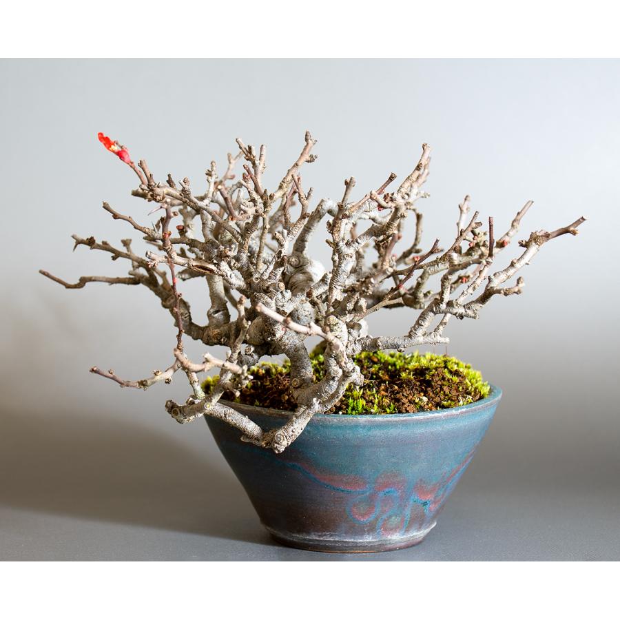 盆栽 チョウジュバイ盆栽 長寿梅（ちょうじゅばい・盆栽 長寿梅）小品盆栽 4253 : e-盆栽 ヤフー店 - 通販 - Yahoo!ショッピング