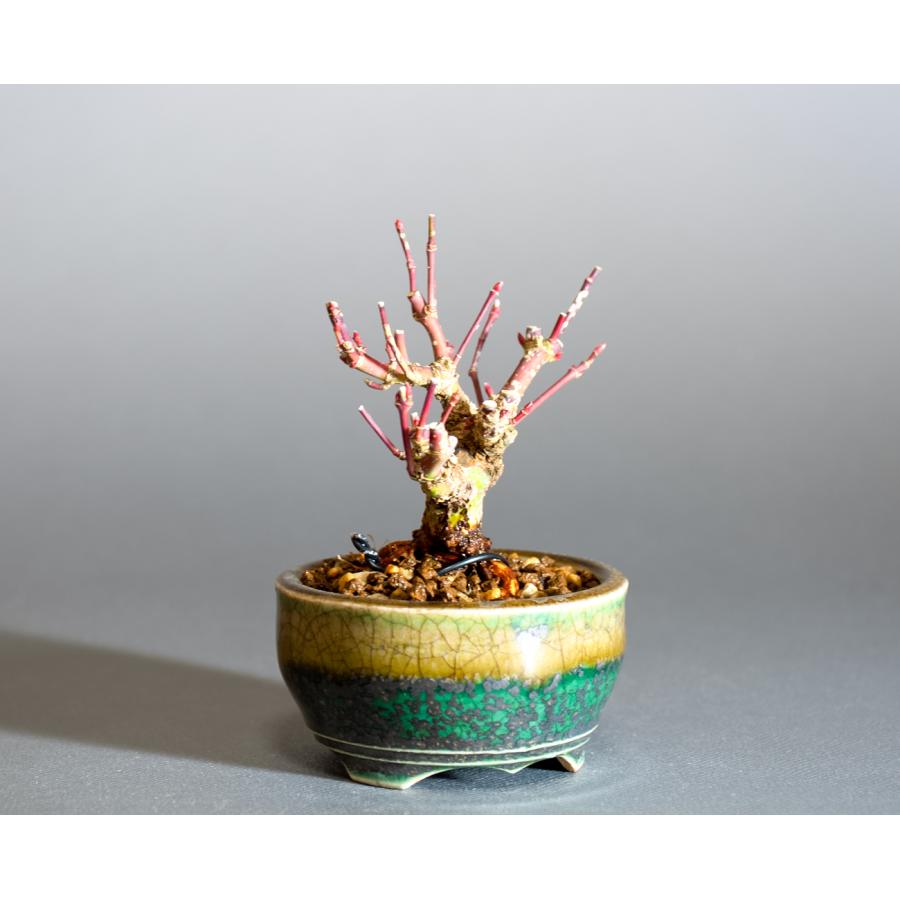 豆盆栽 もみじ 荒皮性モミジ盆栽（荒皮もみじ・荒皮性紅葉 豆盆栽）小さな盆栽 4265 : e-盆栽 ヤフー店 - 通販 - Yahoo!ショッピング