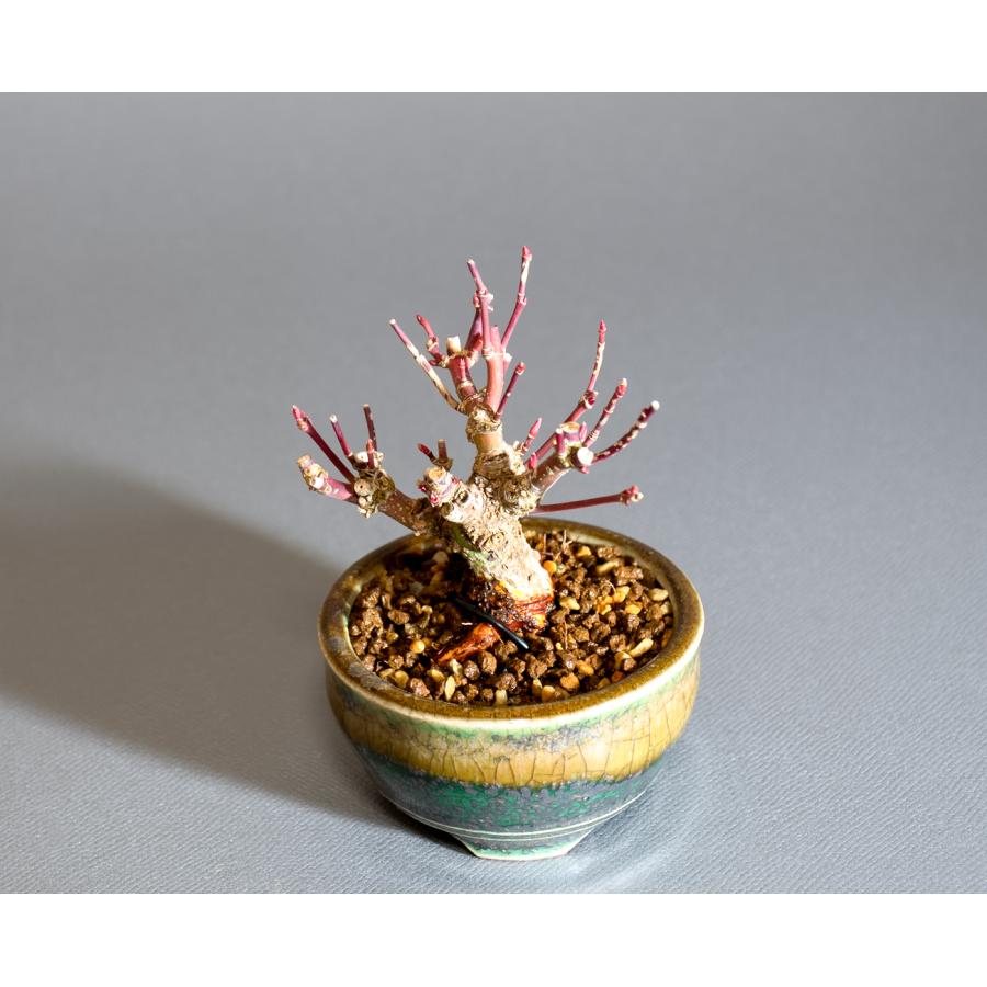 豆盆栽 もみじ 荒皮性モミジ盆栽（荒皮もみじ・荒皮性紅葉 豆盆栽）小さな盆栽 4265 : e-盆栽 ヤフー店 - 通販 - Yahoo!ショッピング