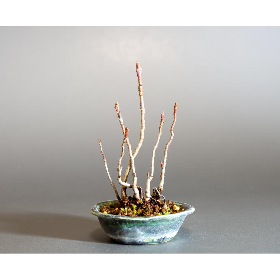 ミニ盆栽 ナナカマド盆栽（ななかまど・ミニ盆栽 七竈）小さな盆栽 4266 : e-盆栽 ヤフー店 - 通販 - Yahoo!ショッピング