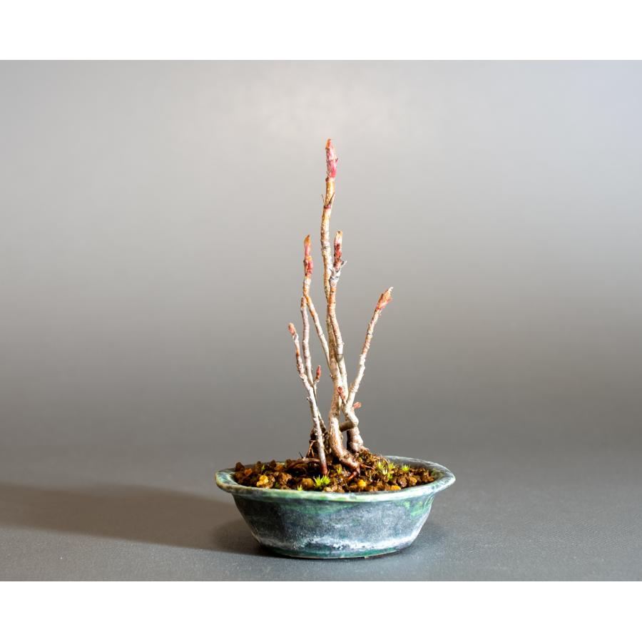 ミニ盆栽 ナナカマド盆栽（ななかまど・ミニ盆栽 七竈）小さな盆栽 4266 : e-盆栽 ヤフー店 - 通販 - Yahoo!ショッピング