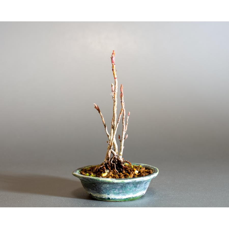 ミニ盆栽 ナナカマド盆栽（ななかまど・ミニ盆栽 七竈）小さな盆栽 4266 : e-盆栽 ヤフー店 - 通販 - Yahoo!ショッピング