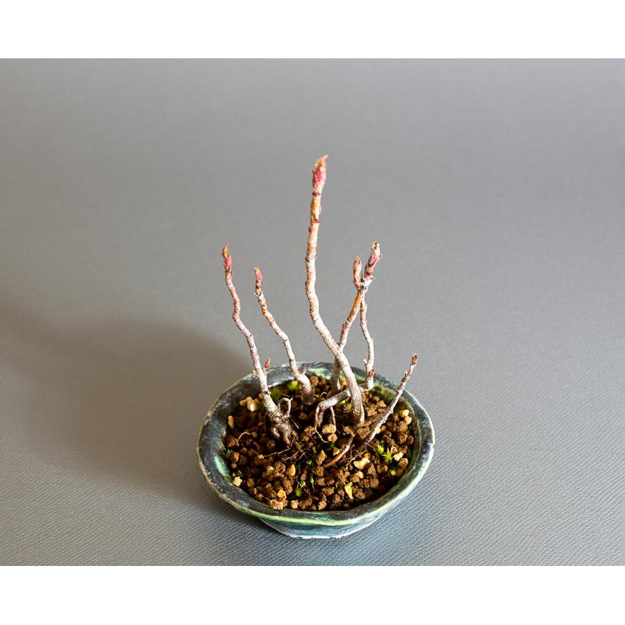 ミニ盆栽 ナナカマド盆栽（ななかまど・ミニ盆栽 七竈）小さな盆栽 4266 : e-盆栽 ヤフー店 - 通販 - Yahoo!ショッピング