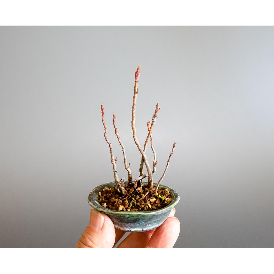 ミニ盆栽 ナナカマド盆栽（ななかまど・ミニ盆栽 七竈）小さな盆栽 4266 : e-盆栽 ヤフー店 - 通販 - Yahoo!ショッピング