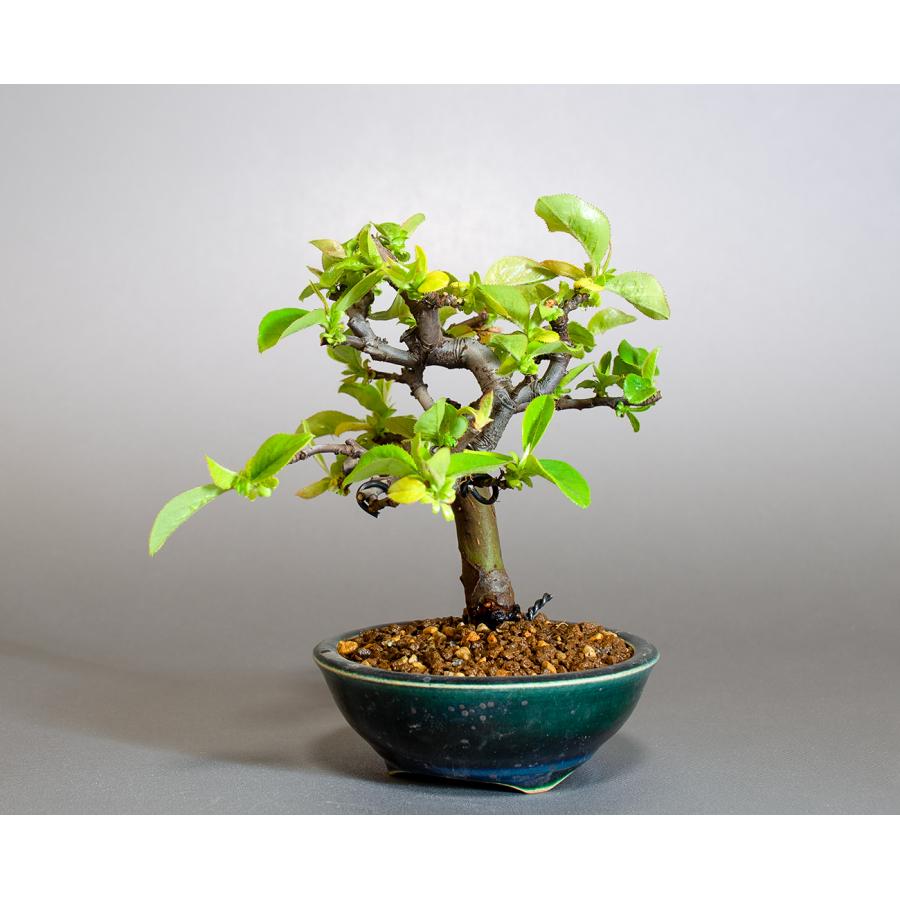 盆栽 カリン盆栽 花梨（かりん・ミニ盆栽 花梨）小さな盆栽 4276 : e-盆栽 ヤフー店 - 通販 - Yahoo!ショッピング