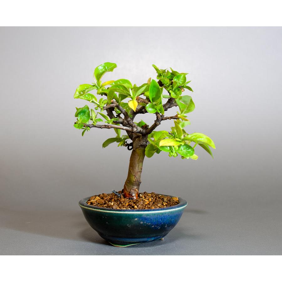 盆栽 カリン盆栽 花梨（かりん・ミニ盆栽 花梨）小さな盆栽 4276 : e-盆栽 ヤフー店 - 通販 - Yahoo!ショッピング