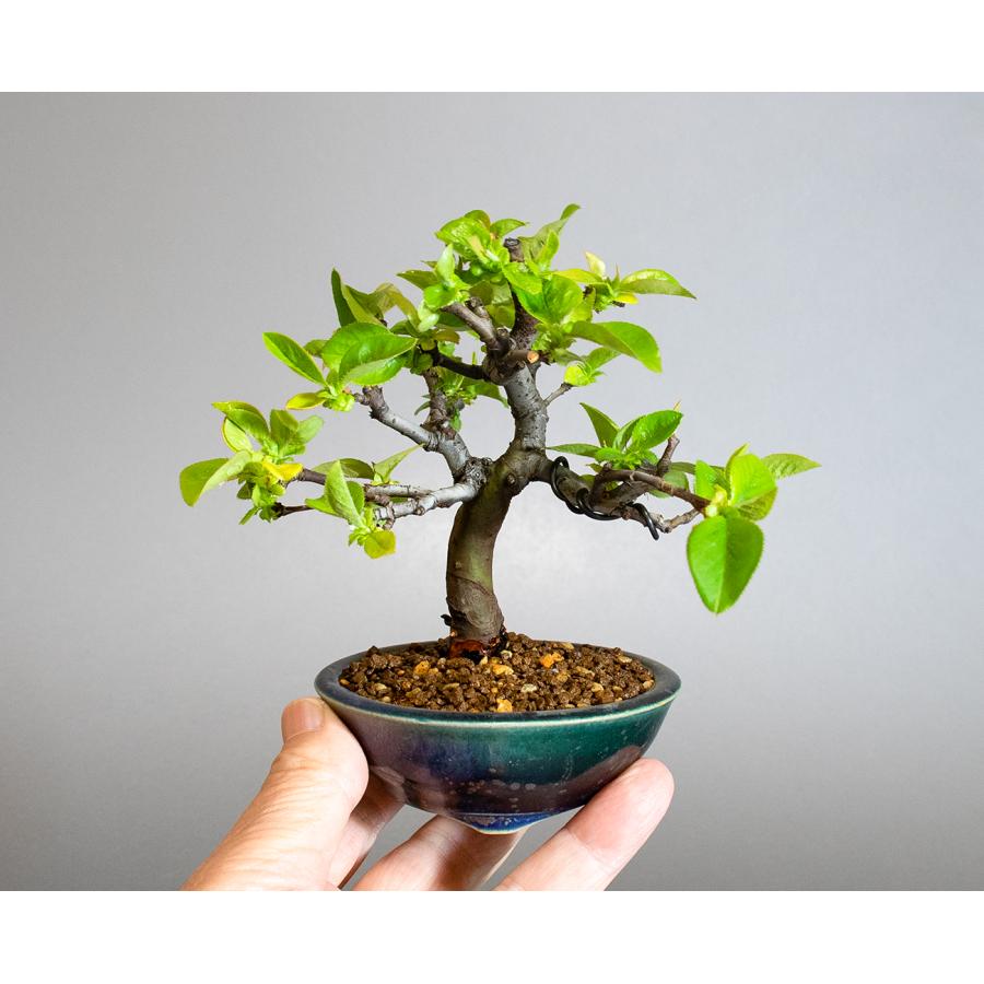 盆栽 カリン盆栽 花梨（かりん・ミニ盆栽 花梨）小さな盆栽 4276 : e-盆栽 ヤフー店 - 通販 - Yahoo!ショッピング