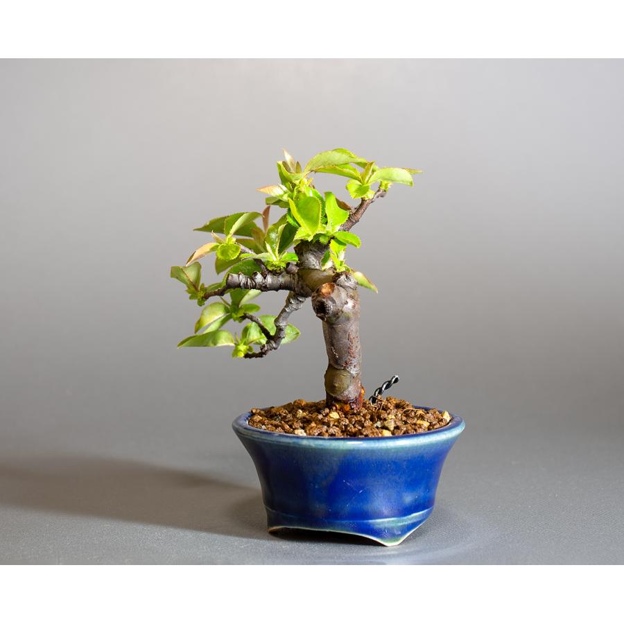 ミニ盆栽 カリン盆栽 花梨（かりん・小さな盆栽 花梨）小盆栽 4279 : e-盆栽 ヤフー店 - 通販 - Yahoo!ショッピング