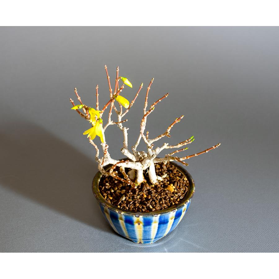 盆栽 レンギョウ盆栽 連翹（れんぎょう・連翹 盆栽）小さな盆栽 ミニ盆栽 4281 : 4281 : e-盆栽 ヤフー店 - 通販 - Yahoo!ショッピング