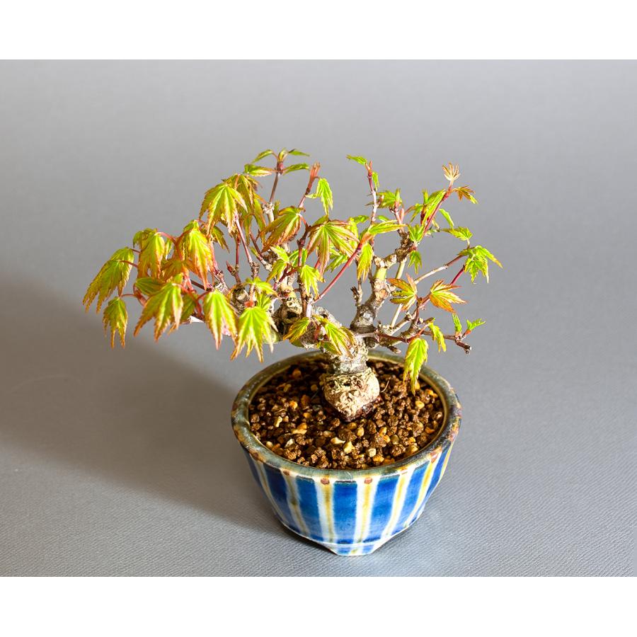 ミニ盆栽 もみじ イロハモミジ盆栽（いろは紅葉 ミニ盆栽）小さな盆栽 4282 : e-盆栽 ヤフー店 - 通販 - Yahoo!ショッピング