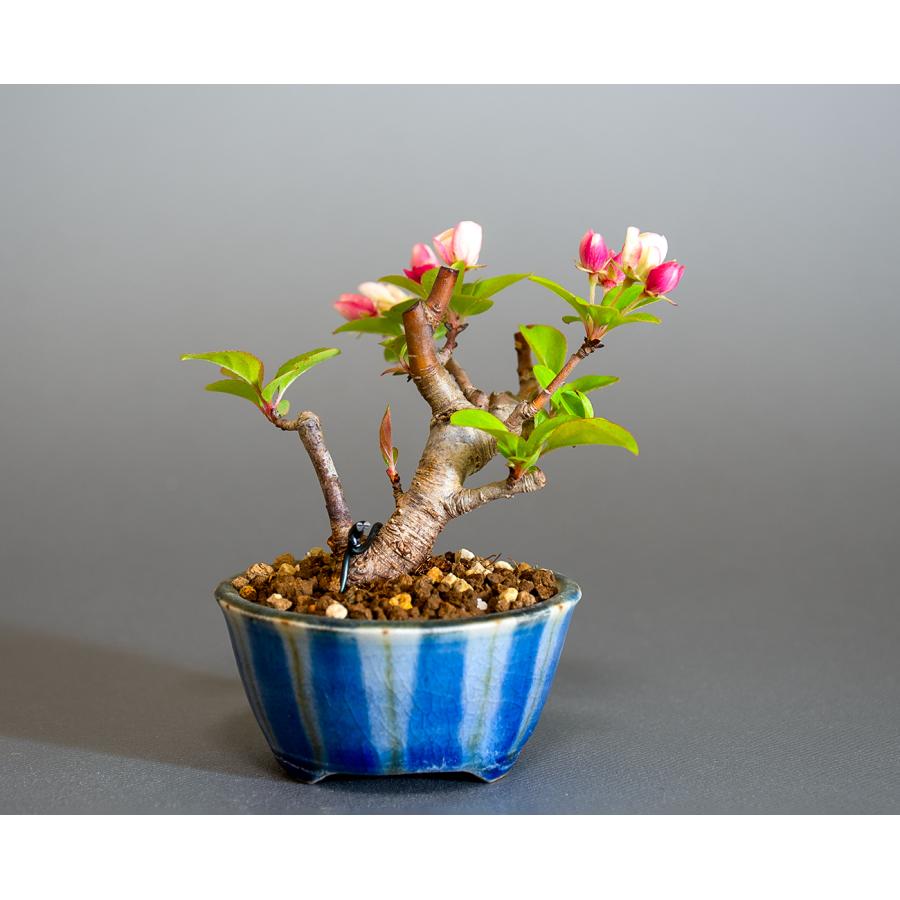 豆盆栽 ズミ盆栽（ミヤマカイドウ・みやまかいどう・深山海棠 ミニ盆栽）小さな盆栽 4289 : e-盆栽 ヤフー店 - 通販 - Yahoo!ショッピング
