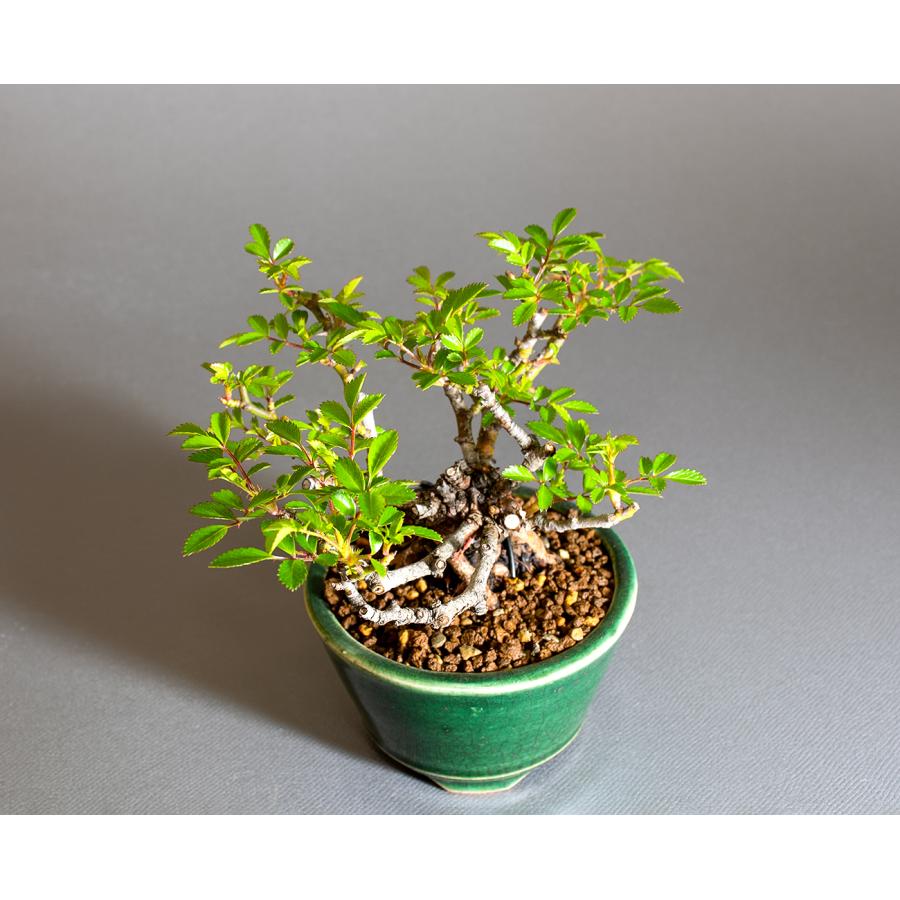 ミニ盆栽 ノバラ盆栽 野薔薇（のばら・小さな盆栽 野バラ）小盆栽 4293 : e-盆栽 ヤフー店 - 通販 - Yahoo!ショッピング