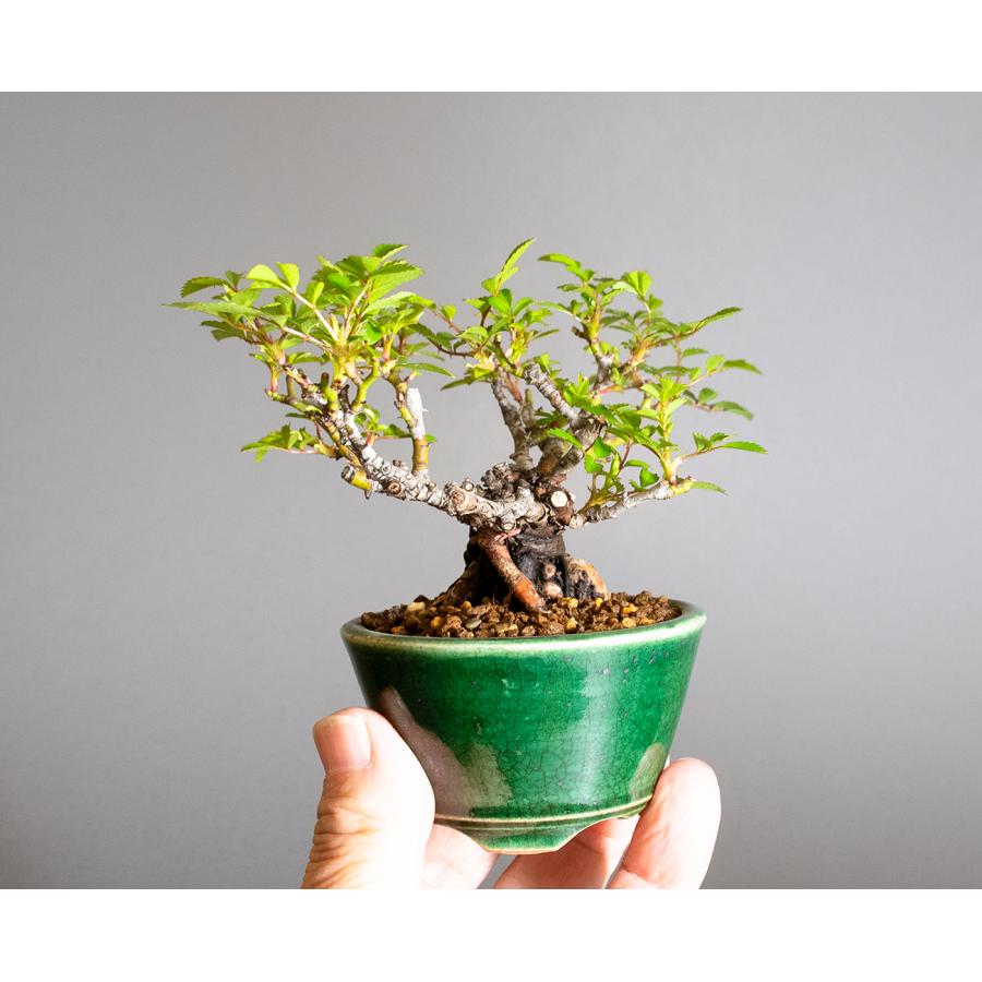 ミニ盆栽 ノバラ盆栽 野薔薇（のばら・小さな盆栽 野バラ）小盆栽 4293 : e-盆栽 ヤフー店 - 通販 - Yahoo!ショッピング