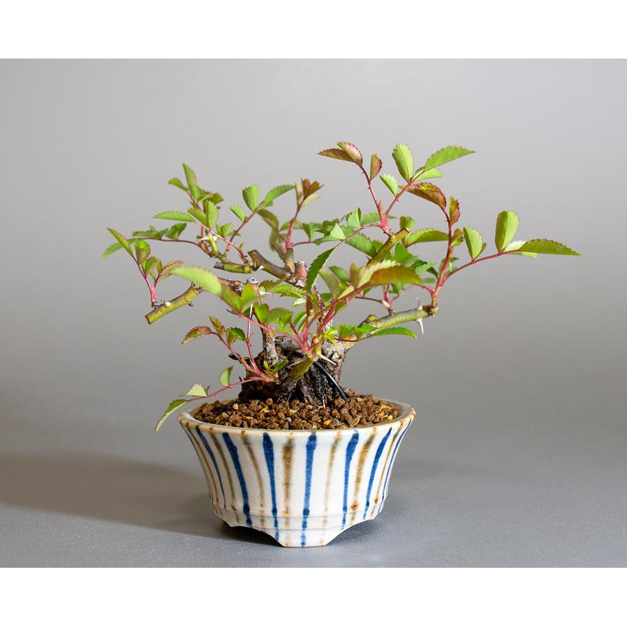 ミニ盆栽 ノバラ盆栽 野薔薇（のばら・小さな盆栽 野バラ）小盆栽 4297 : e-盆栽 ヤフー店 - 通販 - Yahoo!ショッピング