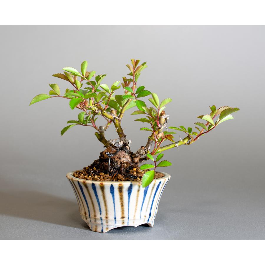 ミニ盆栽 ノバラ盆栽 野薔薇（のばら・小さな盆栽 野バラ）小盆栽 4297 : e-盆栽 ヤフー店 - 通販 - Yahoo!ショッピング