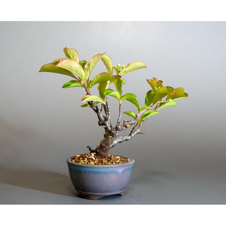 盆栽 カマツカ盆栽 鎌柄（かまつか・ミニ盆栽 日本鎌柄）小さな盆栽 4309 : e-盆栽 ヤフー店 - 通販 - Yahoo!ショッピング