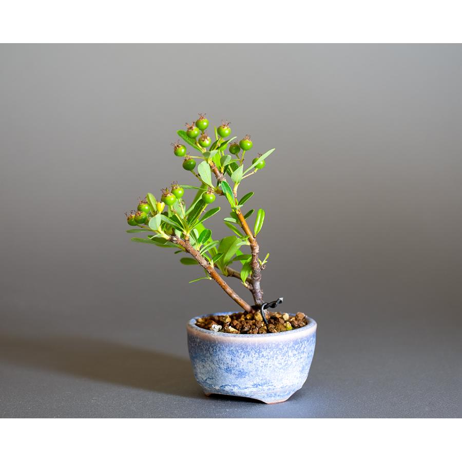 ミニ盆栽 ピラカンサ盆栽 常盤山櫨子（ぴらかんさ・豆盆栽 橘擬）小さな盆栽 4314 : e-盆栽 ヤフー店 - 通販 - Yahoo!ショッピング