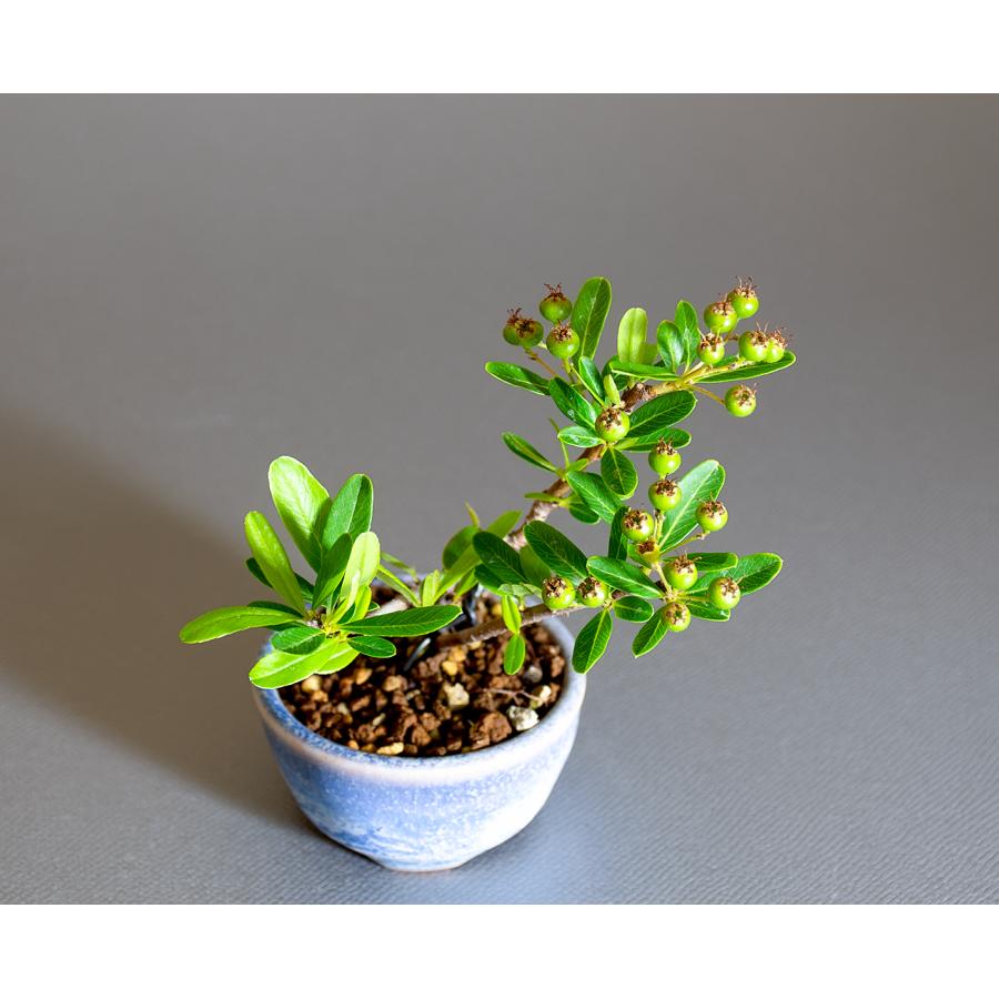 ミニ盆栽 ピラカンサ盆栽 常盤山櫨子（ぴらかんさ・豆盆栽 橘擬）小さな盆栽 4314 : e-盆栽 ヤフー店 - 通販 - Yahoo!ショッピング