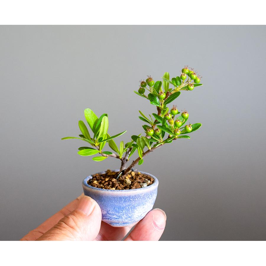 ミニ盆栽 ピラカンサ盆栽 常盤山櫨子（ぴらかんさ・豆盆栽 橘擬）小さな盆栽 4314 : e-盆栽 ヤフー店 - 通販 - Yahoo!ショッピング