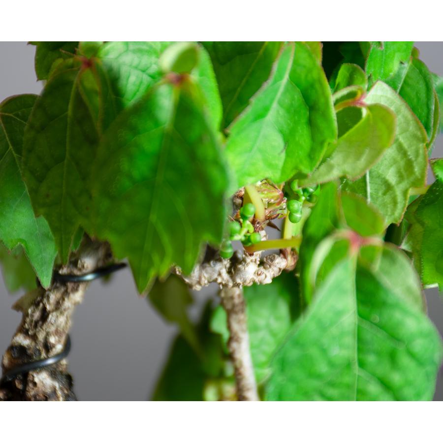 盆栽 ツタ盆栽 ナツ蔦（つた・ミニ盆栽 夏蔦）小さな盆栽 4315 : e-盆栽 ヤフー店 - 通販 - Yahoo!ショッピング