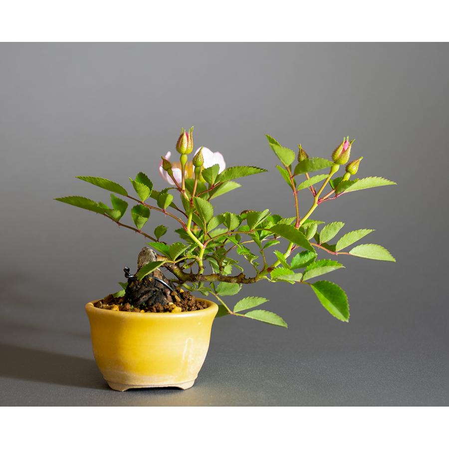 ミニ盆栽 ノバラ盆栽 野薔薇（のばら・小さな盆栽 野バラ）小盆栽 4319 : e-盆栽 ヤフー店 - 通販 - Yahoo!ショッピング