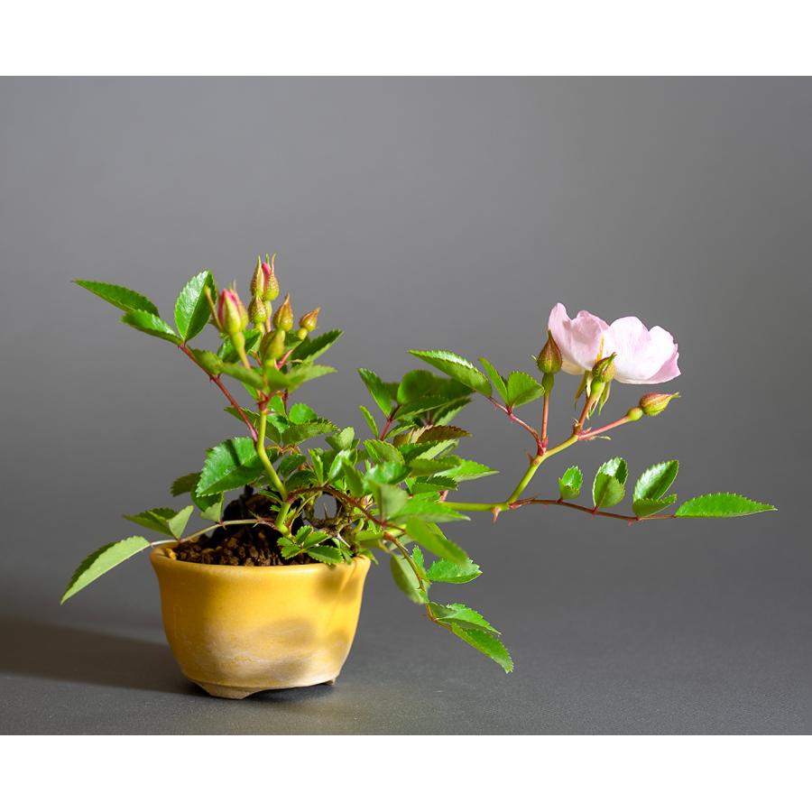 ミニ盆栽 ノバラ盆栽 野薔薇（のばら・小さな盆栽 野バラ）小盆栽 4319 : e-盆栽 ヤフー店 - 通販 - Yahoo!ショッピング
