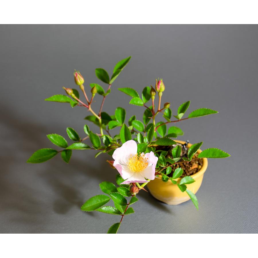 ミニ盆栽 ノバラ盆栽 野薔薇（のばら・小さな盆栽 野バラ）小盆栽 4319 : e-盆栽 ヤフー店 - 通販 - Yahoo!ショッピング