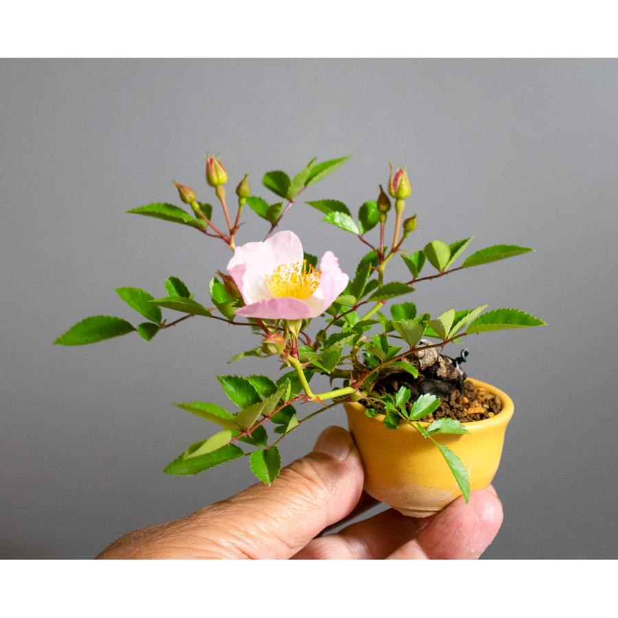 ミニ盆栽 ノバラ盆栽 野薔薇（のばら・小さな盆栽 野バラ）小盆栽 4319 : e-盆栽 ヤフー店 - 通販 - Yahoo!ショッピング