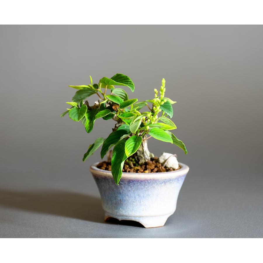 豆盆栽 クマヤナギ盆栽 熊柳（くまやなぎ・ミニ盆栽 熊柳）小盆栽 4322 : e-盆栽 ヤフー店 - 通販 - Yahoo!ショッピング