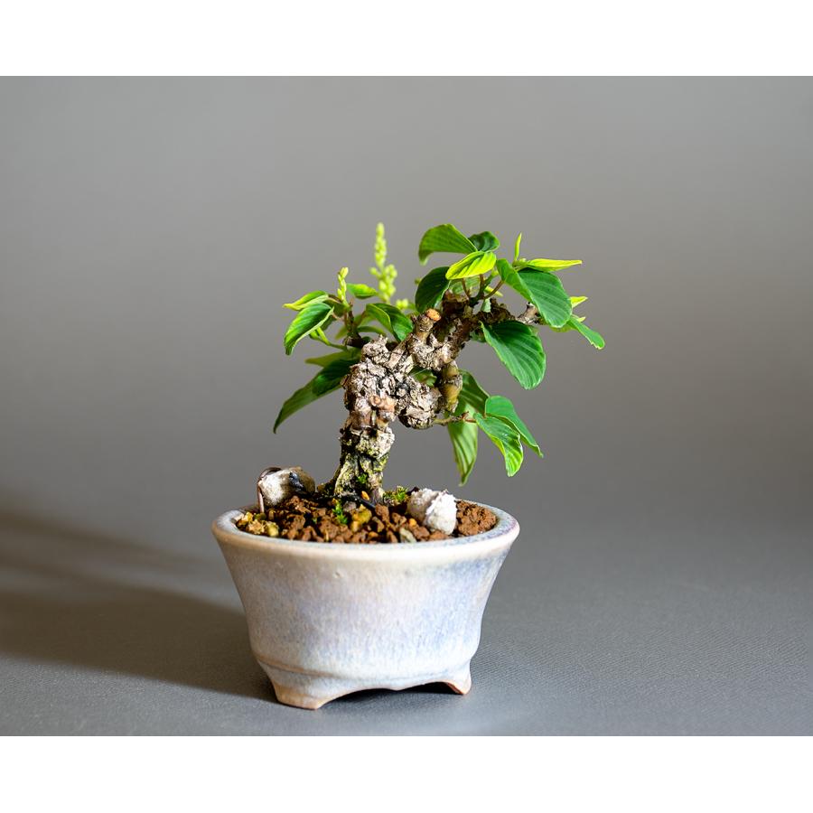 豆盆栽 クマヤナギ盆栽 熊柳（くまやなぎ・ミニ盆栽 熊柳）小盆栽 4322 : e-盆栽 ヤフー店 - 通販 - Yahoo!ショッピング