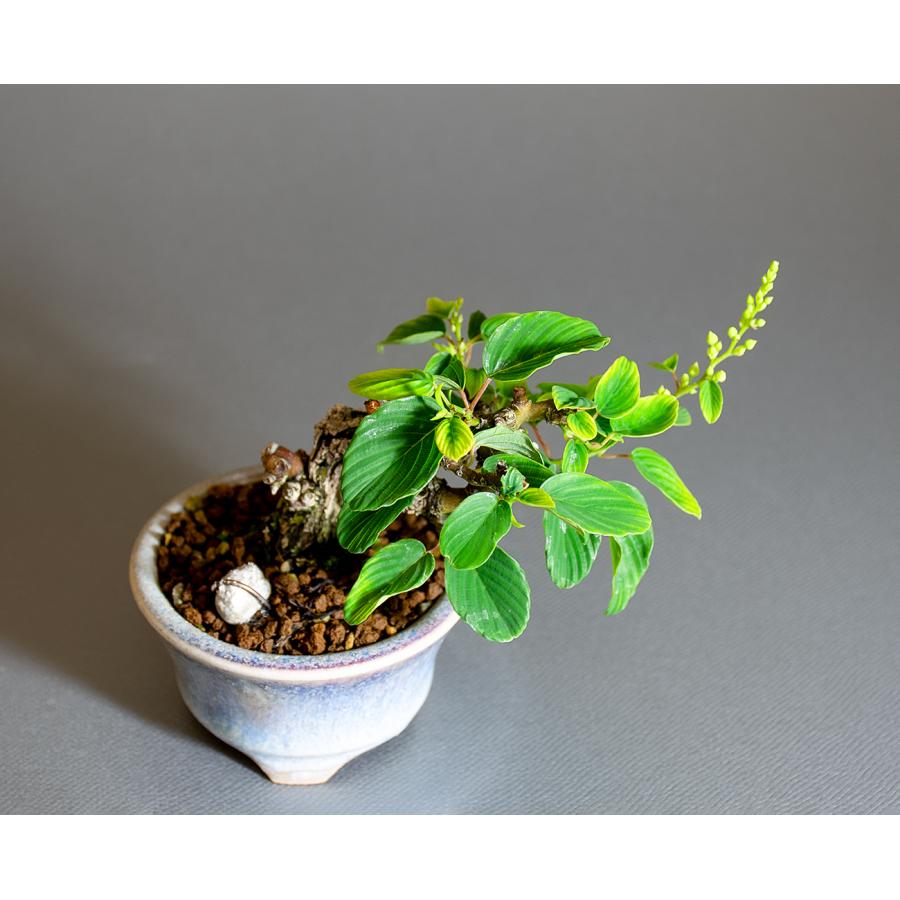 豆盆栽 クマヤナギ盆栽 熊柳（くまやなぎ・ミニ盆栽 熊柳）小盆栽 4322 : e-盆栽 ヤフー店 - 通販 - Yahoo!ショッピング