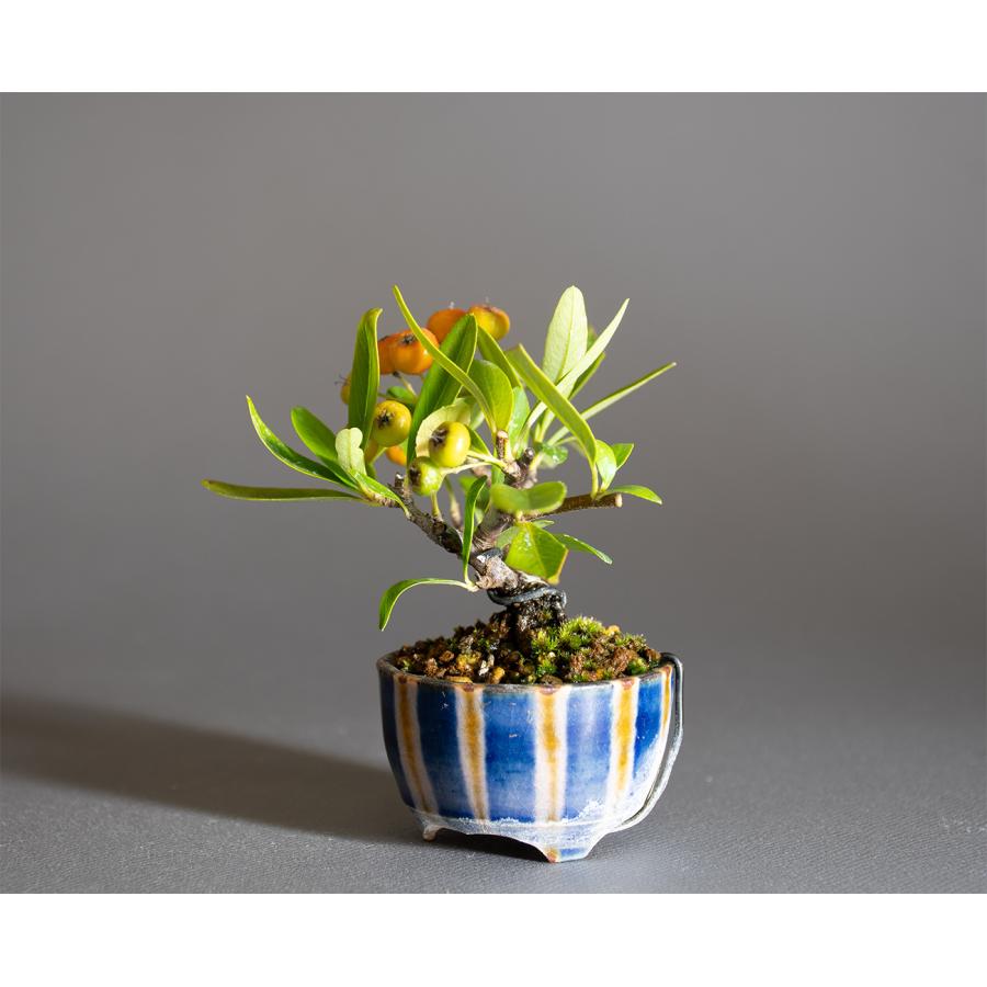 豆盆栽 ピラカンサ盆栽 常盤山櫨子（ぴらかんさ・ミニ盆栽 橘擬）小盆栽 4332 : e-盆栽 ヤフー店 - 通販 - Yahoo!ショッピング