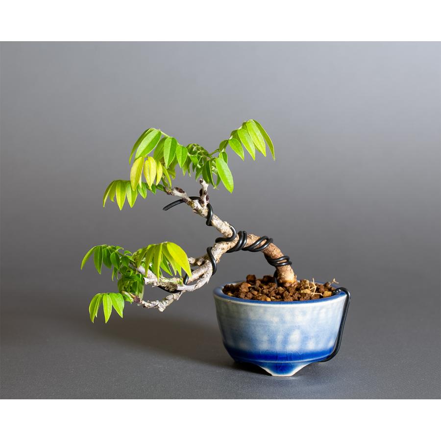 豆盆栽 コフジ盆栽 小藤（こふじ・小さな盆栽 ミニ盆栽 小藤）小盆栽 4373 : e-盆栽 ヤフー店 - 通販 - Yahoo!ショッピング