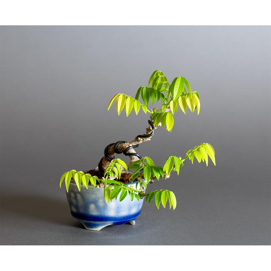 豆盆栽 コフジ盆栽 小藤（こふじ・小さな盆栽 ミニ盆栽 小藤）小盆栽 4373 : e-盆栽 ヤフー店 - 通販 - Yahoo!ショッピング